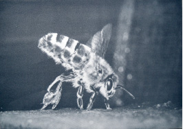 Le Api: Un’organizzazione quasi perfetta (Parte 2 di 4) – Mario Bruno